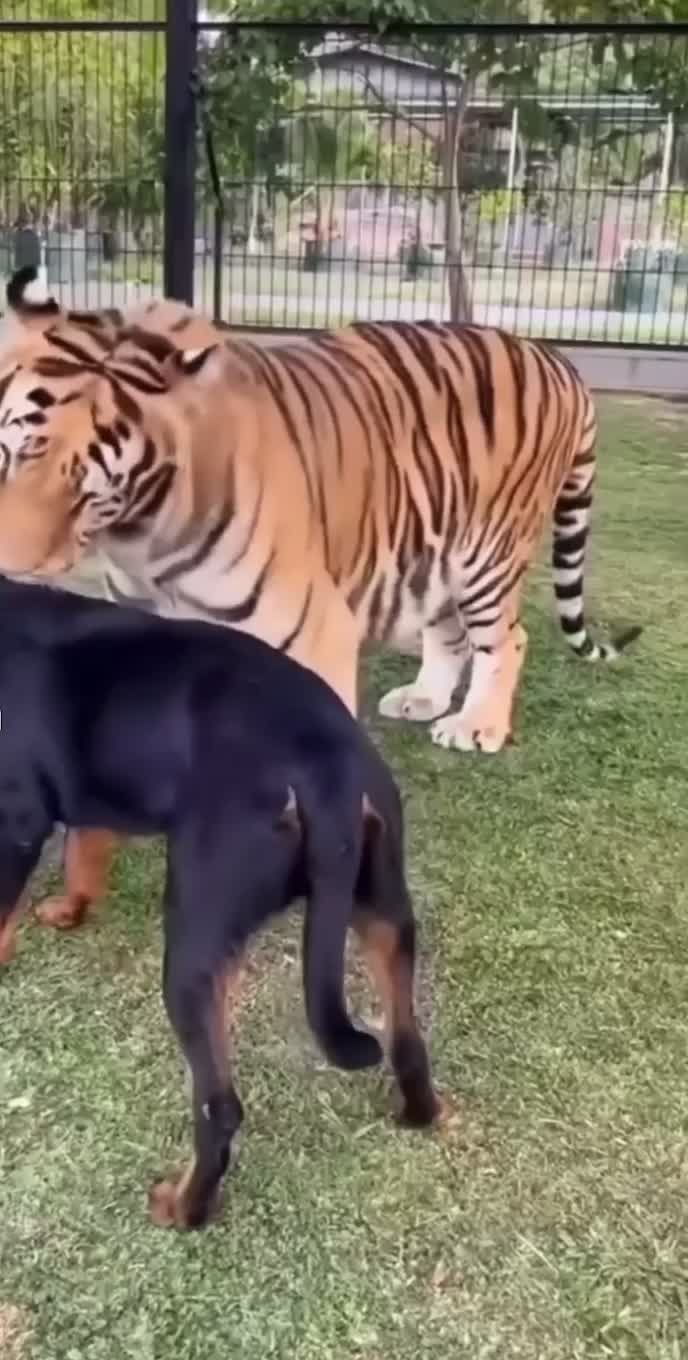 Rottweiler Vs Tiger